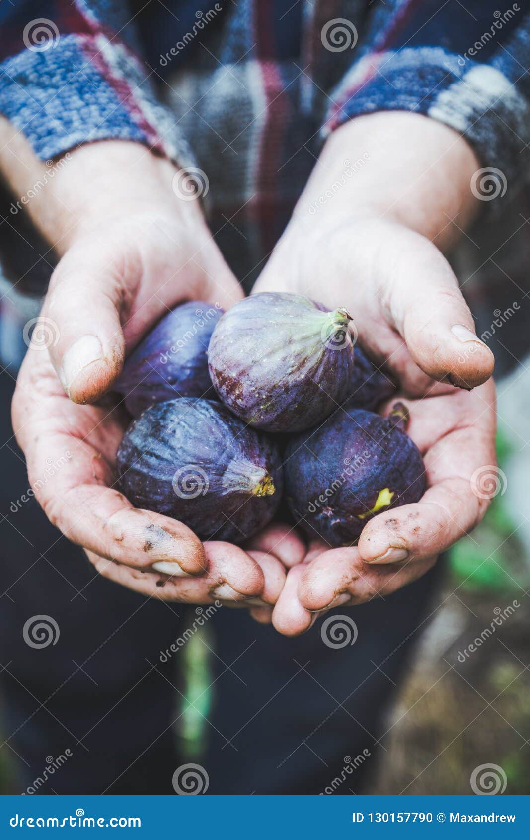 Farmer`s Hands with Freshly Harvested Figs Stock Photo - Image of ...