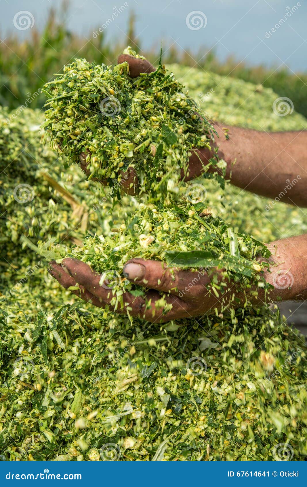 Silage Corn Background Stock Photography | CartoonDealer.com #27915686