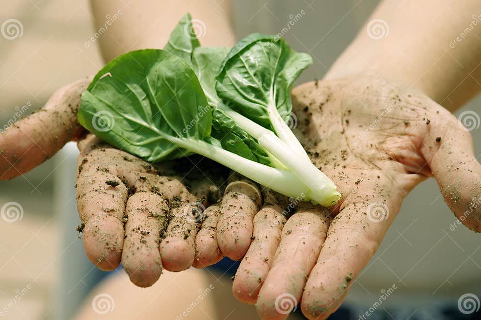 Farmer S Hands with Vegetable Stock Image - Image of poverty, chinese ...