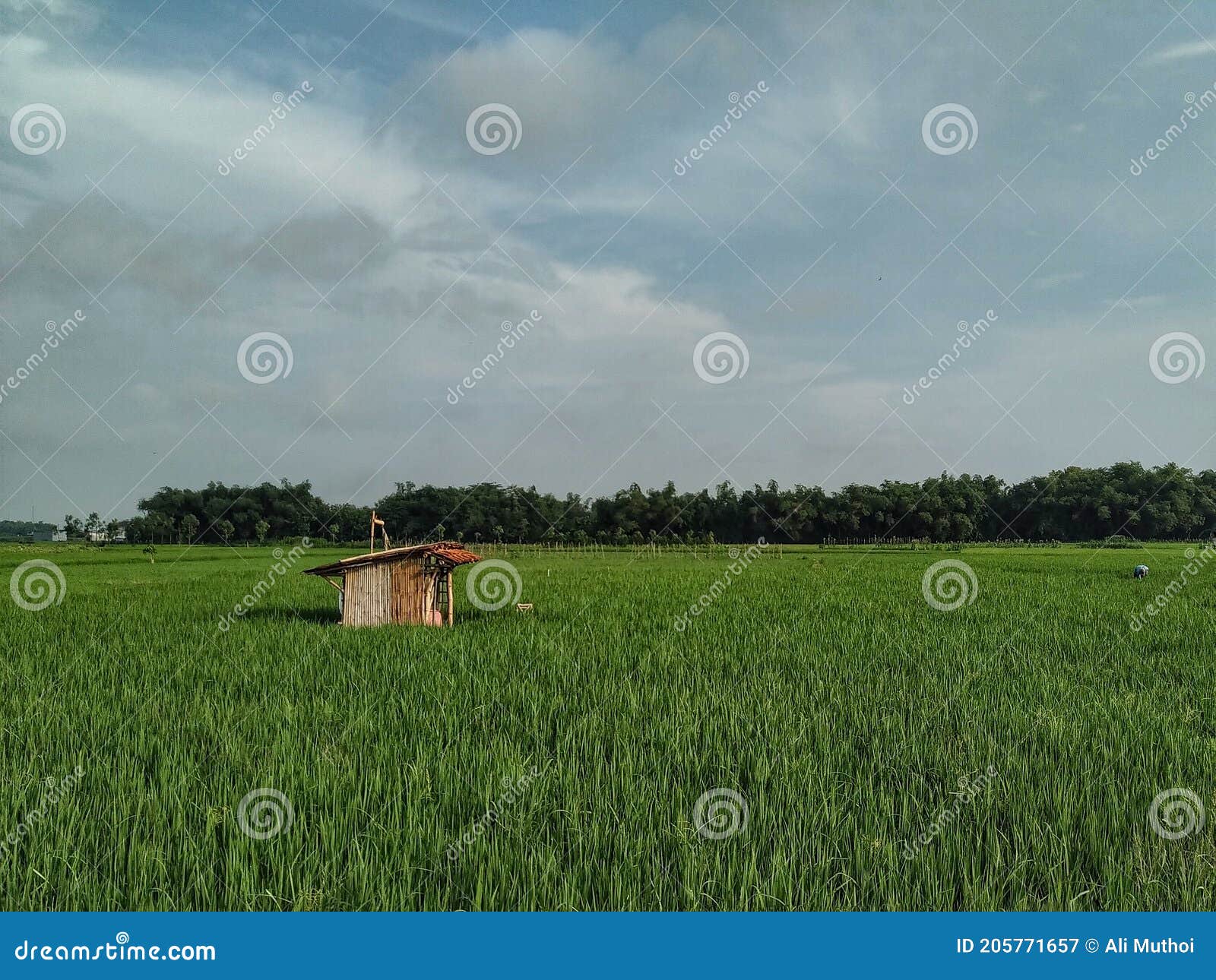 Pati Regency Stock Photos - Free & Royalty-Free Stock Photos from ...