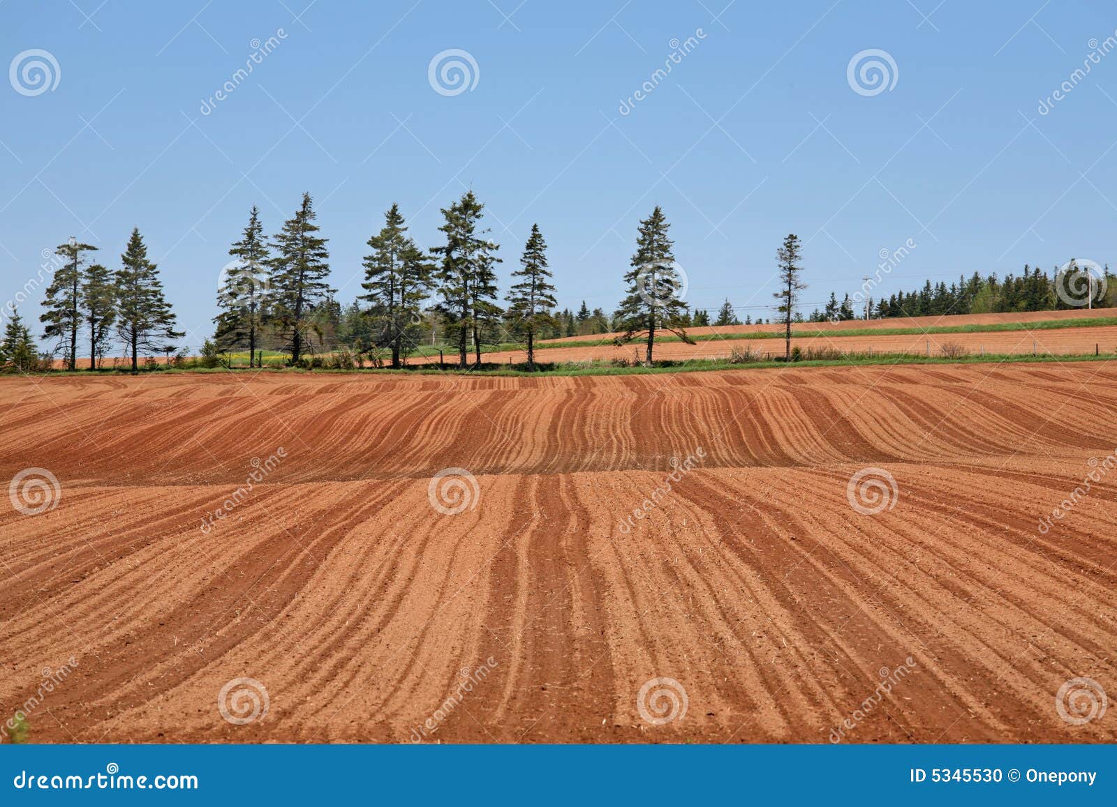 Farmer s Treeline stock photo. Image of island, pine, rural - 5345530