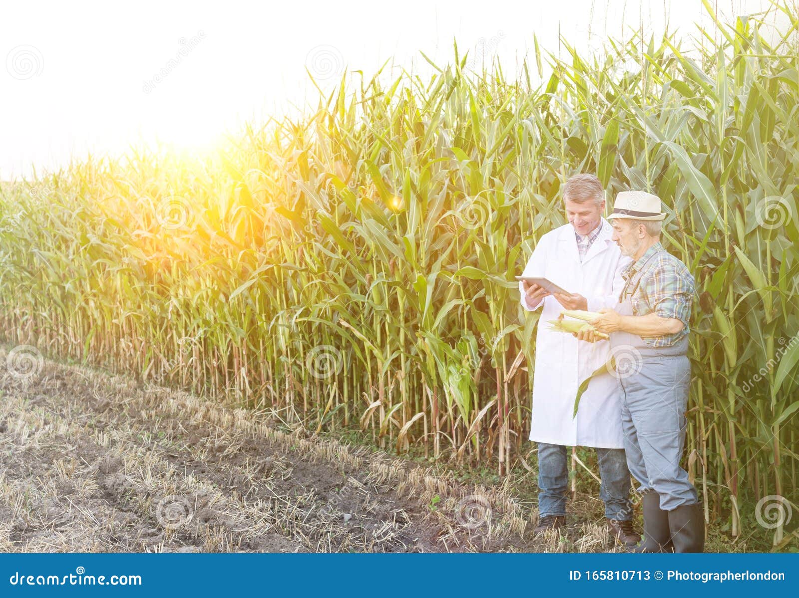 Farmer and Scientist Using Digital Tablet while Examining Corn Crops at ... Farmer and Scientist Using Digital Tablet while Examining Corn Crops at ...