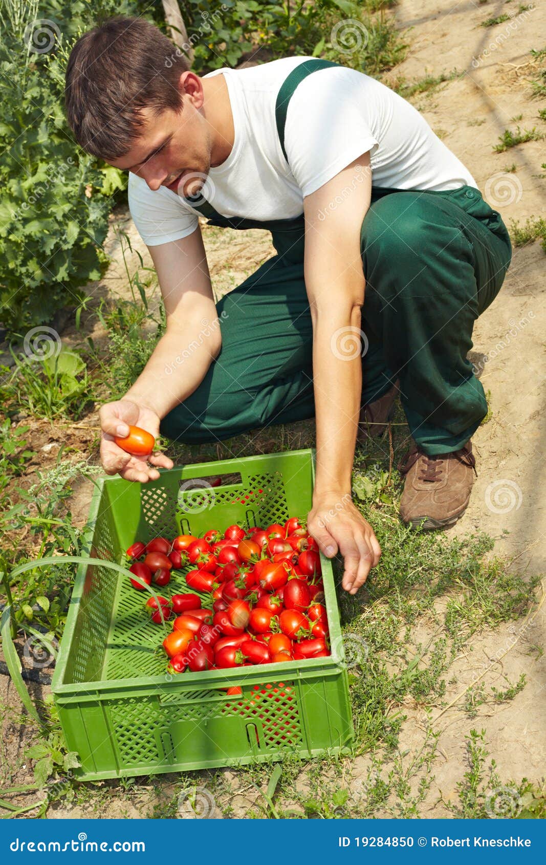 Farmer selecting tomatoes stock photo. Image of summer - 19284850