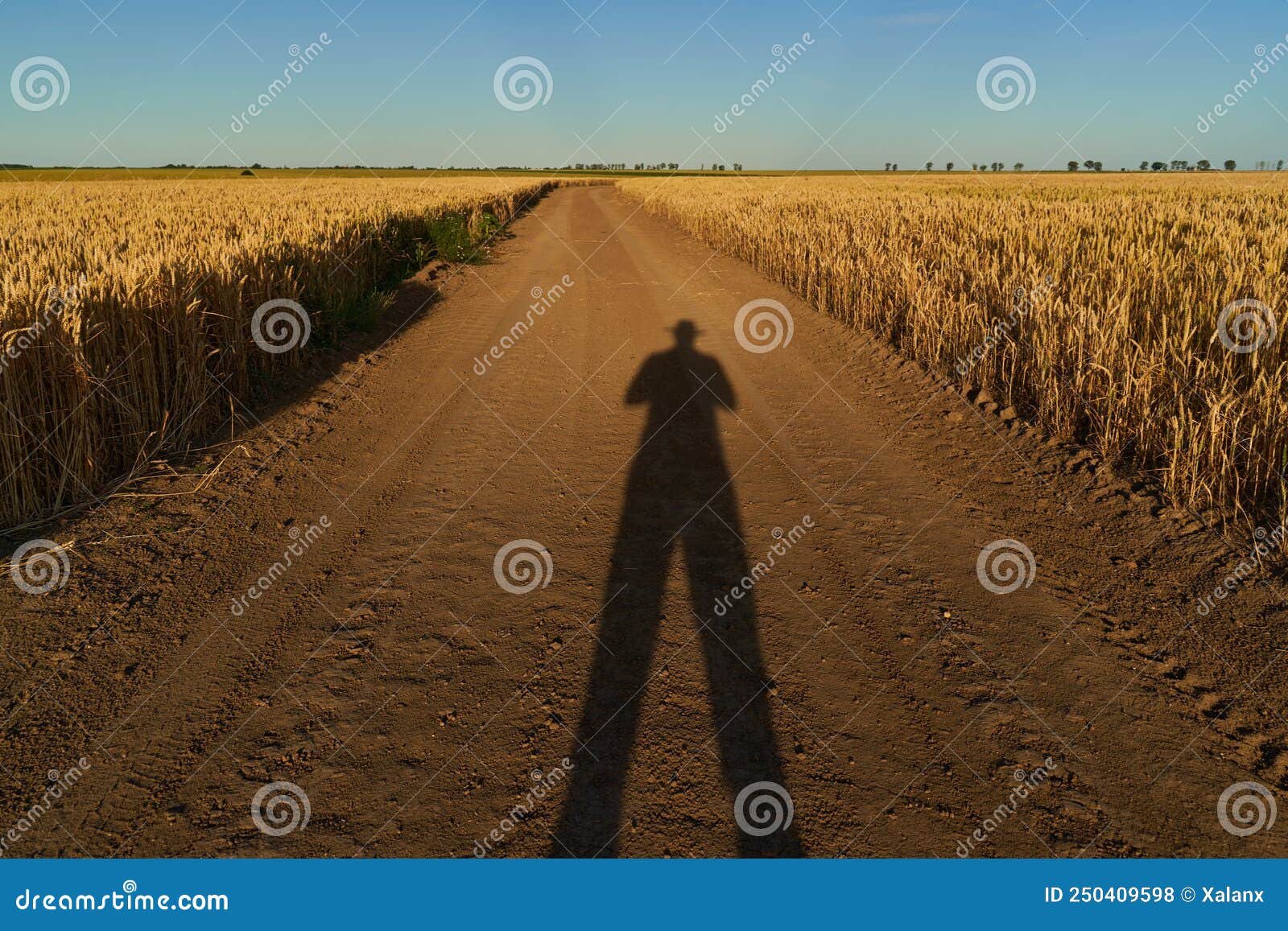 Farmer Shadow on Dirt Road through Wheat Field Stock Photo - Image of ...
