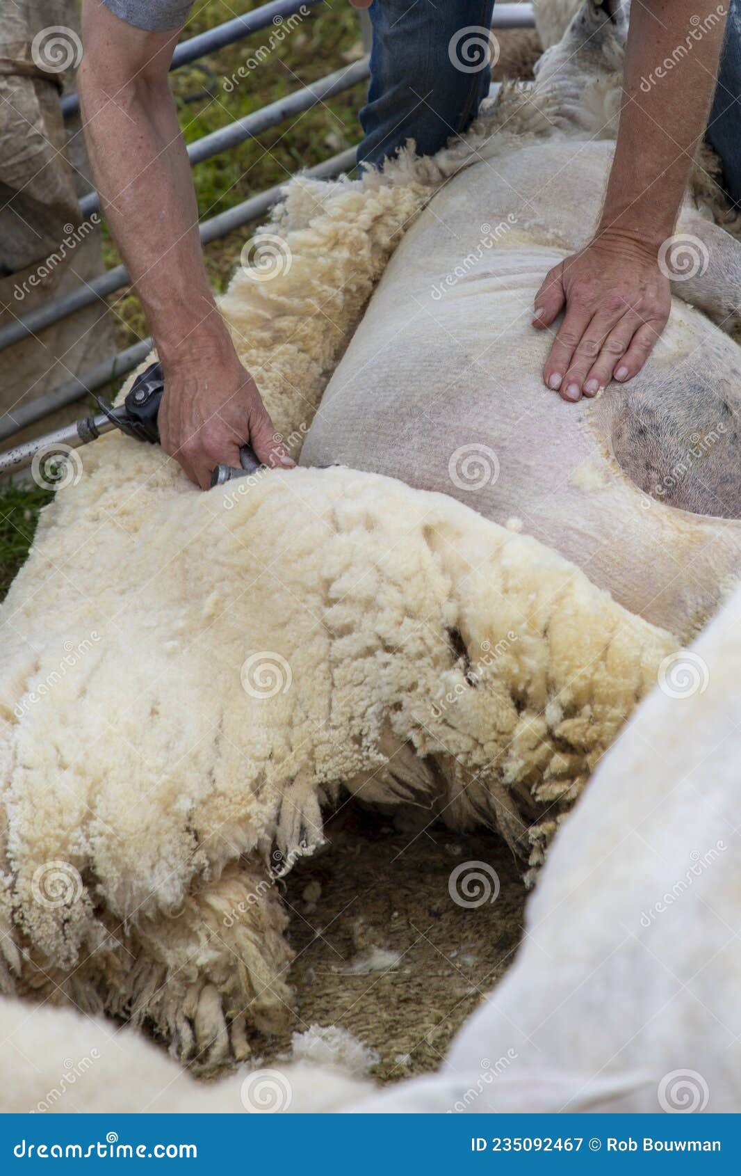 Sheep stock image. Image of agriculture, closeup, corral - 235092467