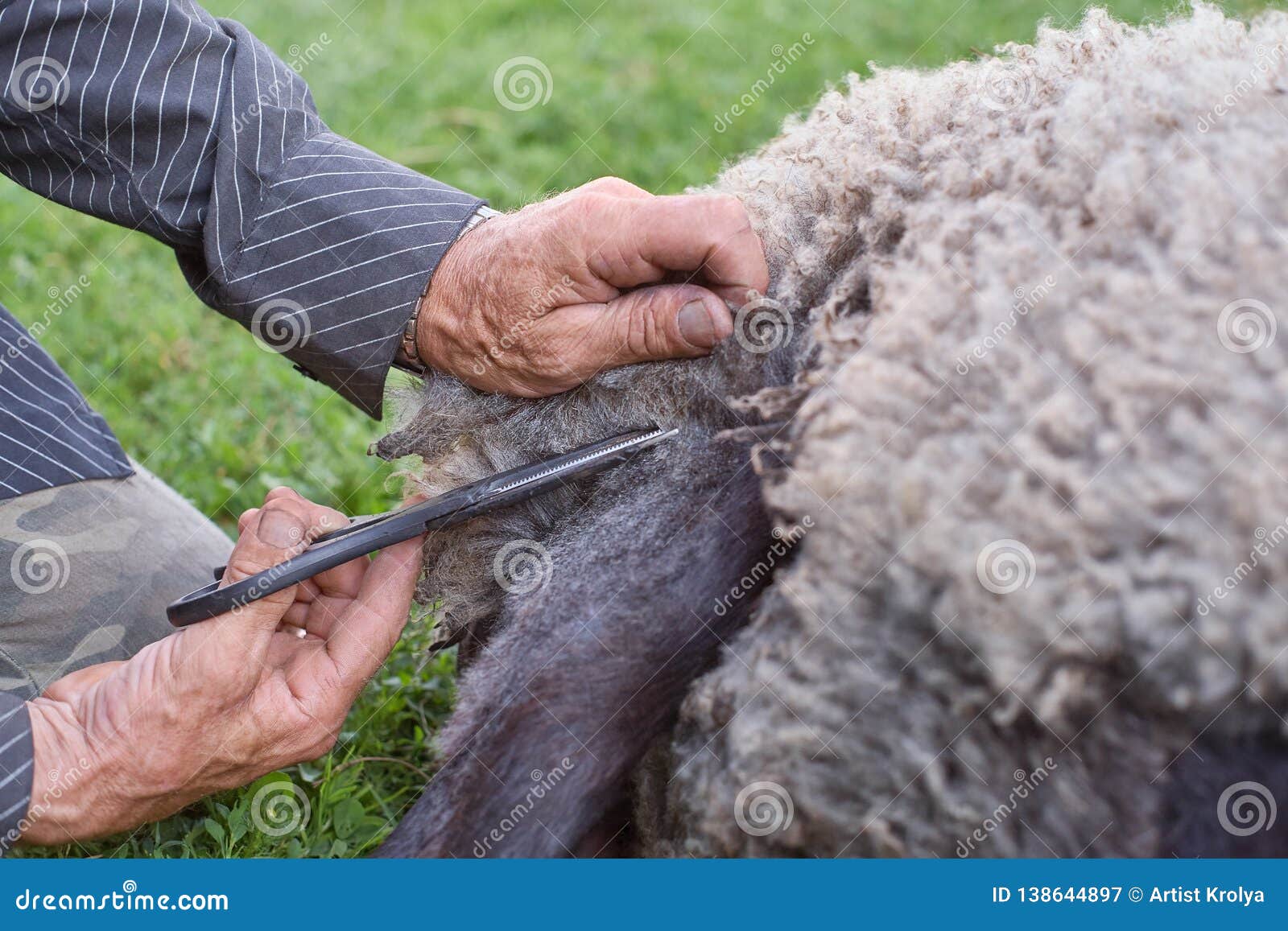 Farmer Shearing Sheep for Wool in the Grass Outdoors. Stock Image ...