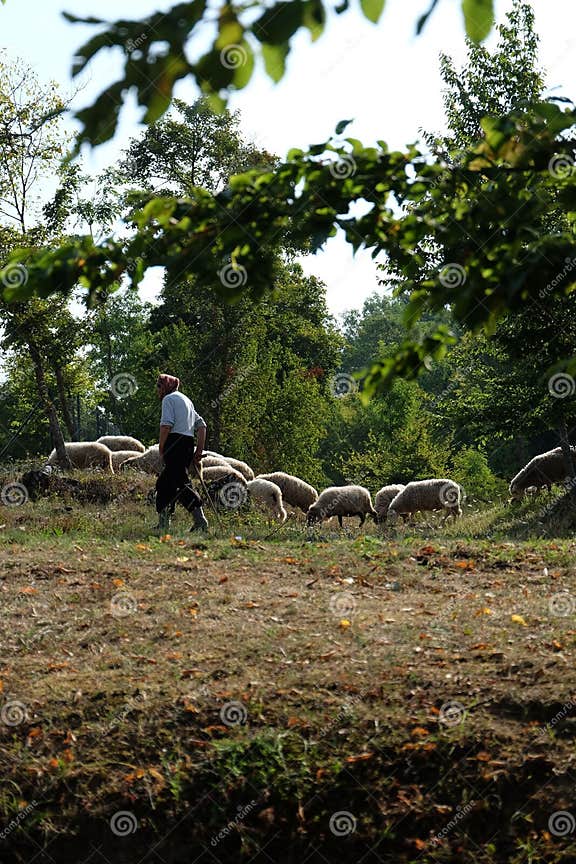 Farmer with Sheep S in the Farm Stock Image - Image of nature, portrait ...