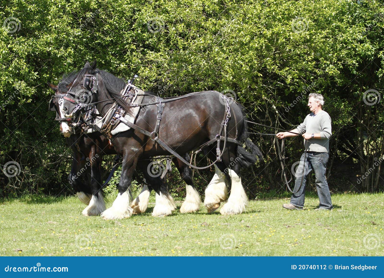 Farmer & Shire Horses Working Together Stock Photo - Image of collar ...