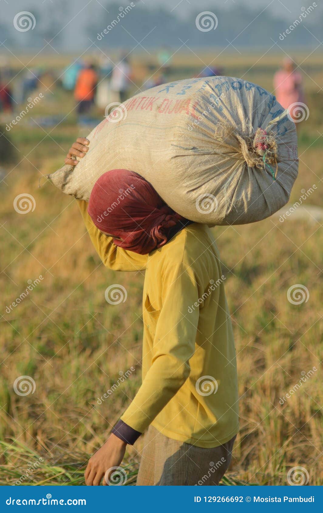 Farmer Shouldered a Sack of Paddy Editorial Photography - Image of food ...