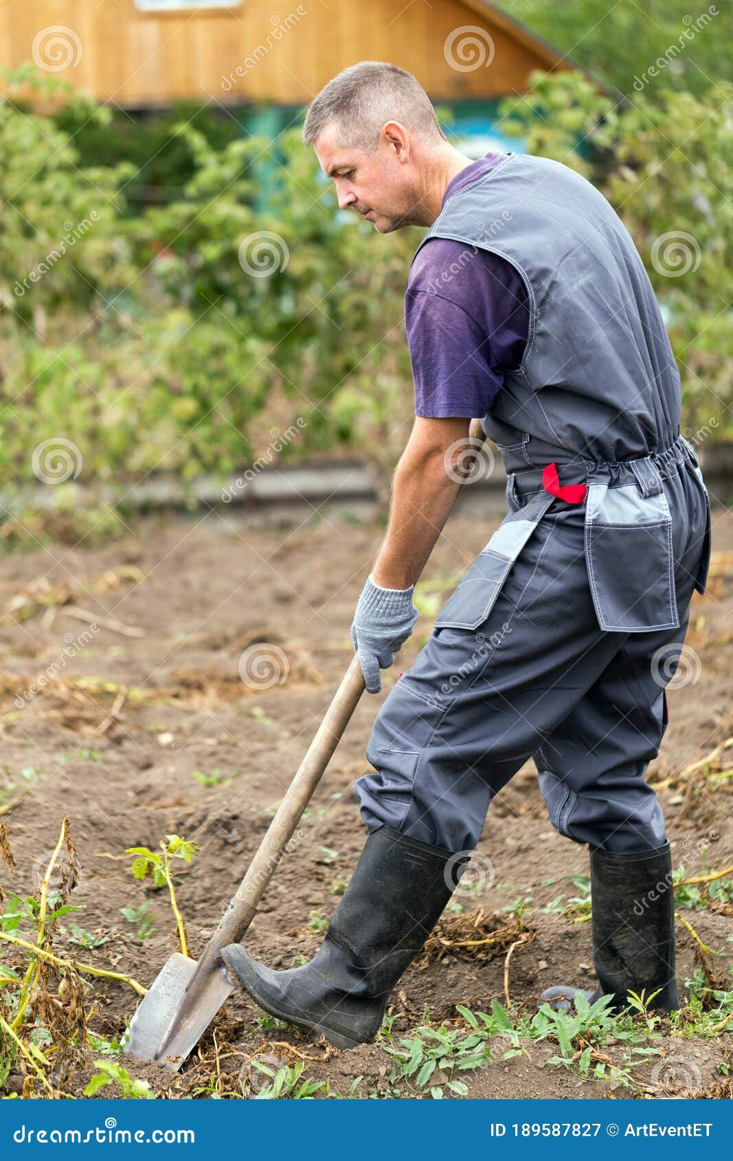 Farmer with Shovel in the Garden Stock Image - Image of aged, shovel ...
