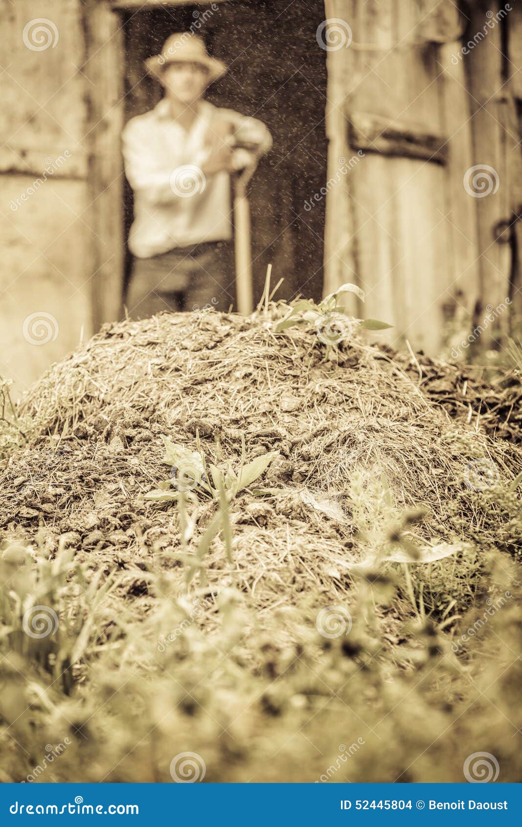 Farmer Shoveling the Horse Manure Stock Photo - Image of bank ...