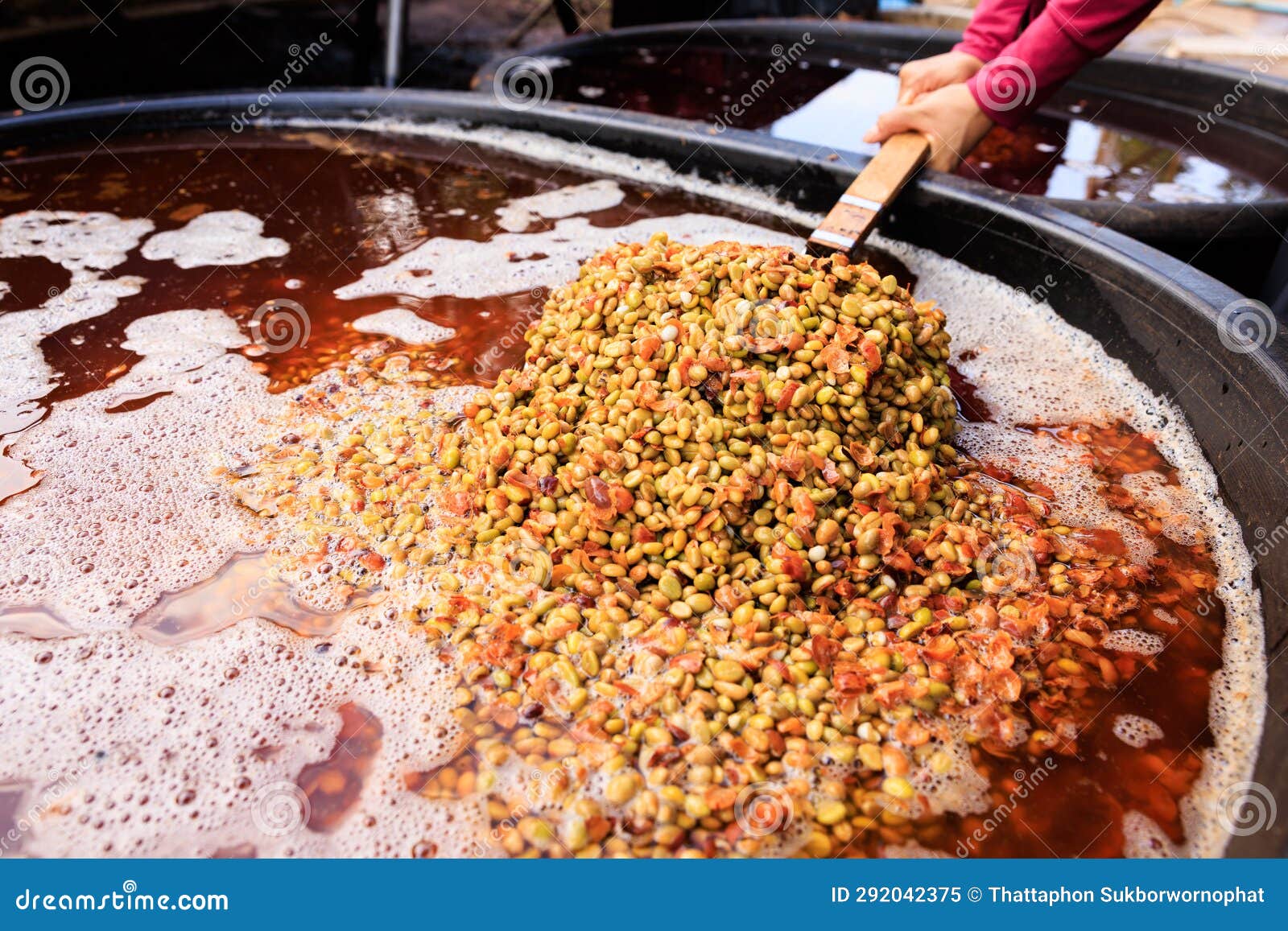 Farmer Show Coffee Beans,in the Ferment-and-wash Method of Wet ...