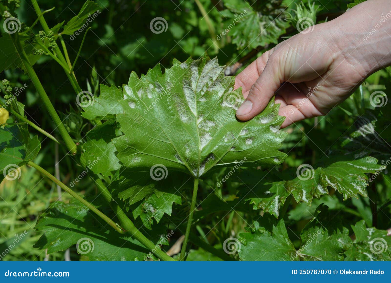 Farmer Show Grapevine Infected by Mildew Grapevine Disease on the ...