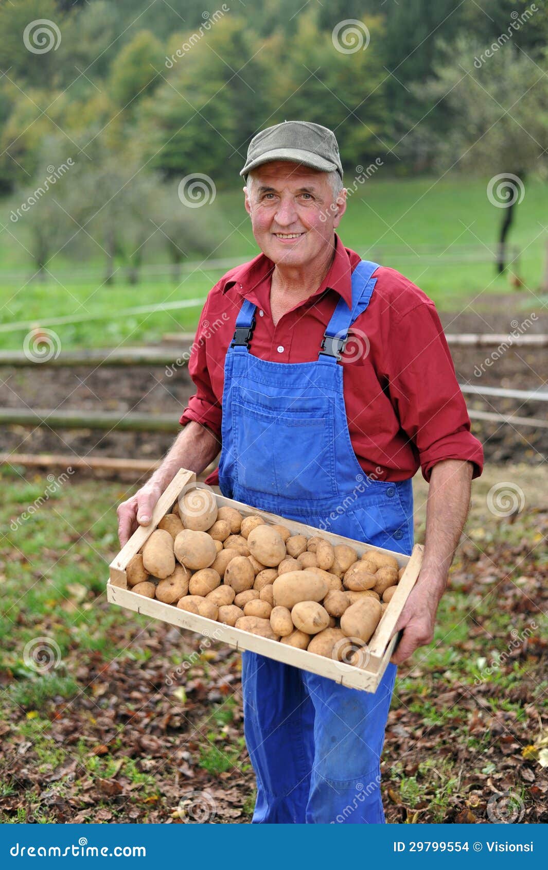 Happy Farmer Show His Organic Potato Stock Photo - Image of organic ...
