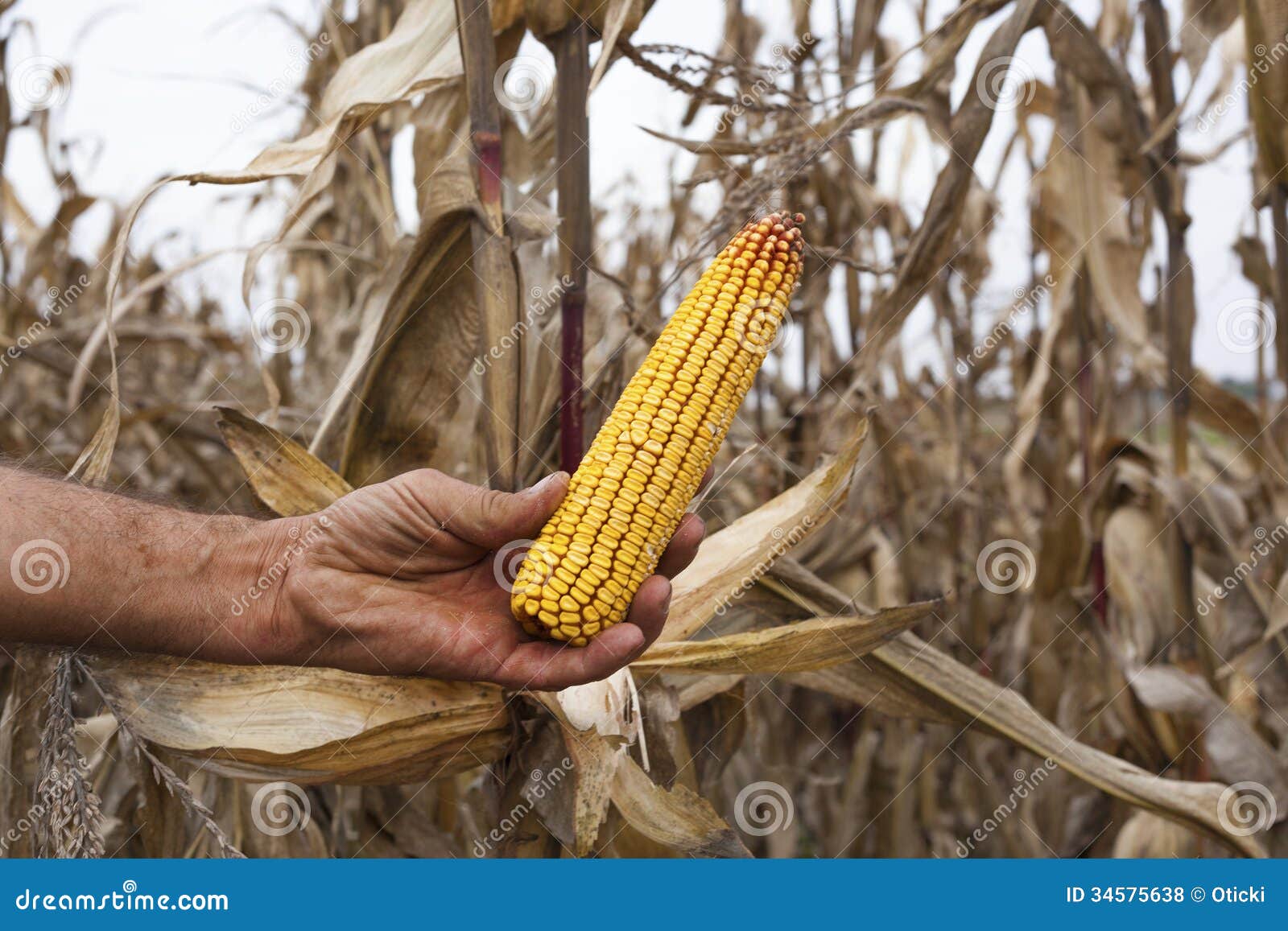 Farmer Showing Corn Maize Ear Stock Photo - Image of harvest, nutrition ...