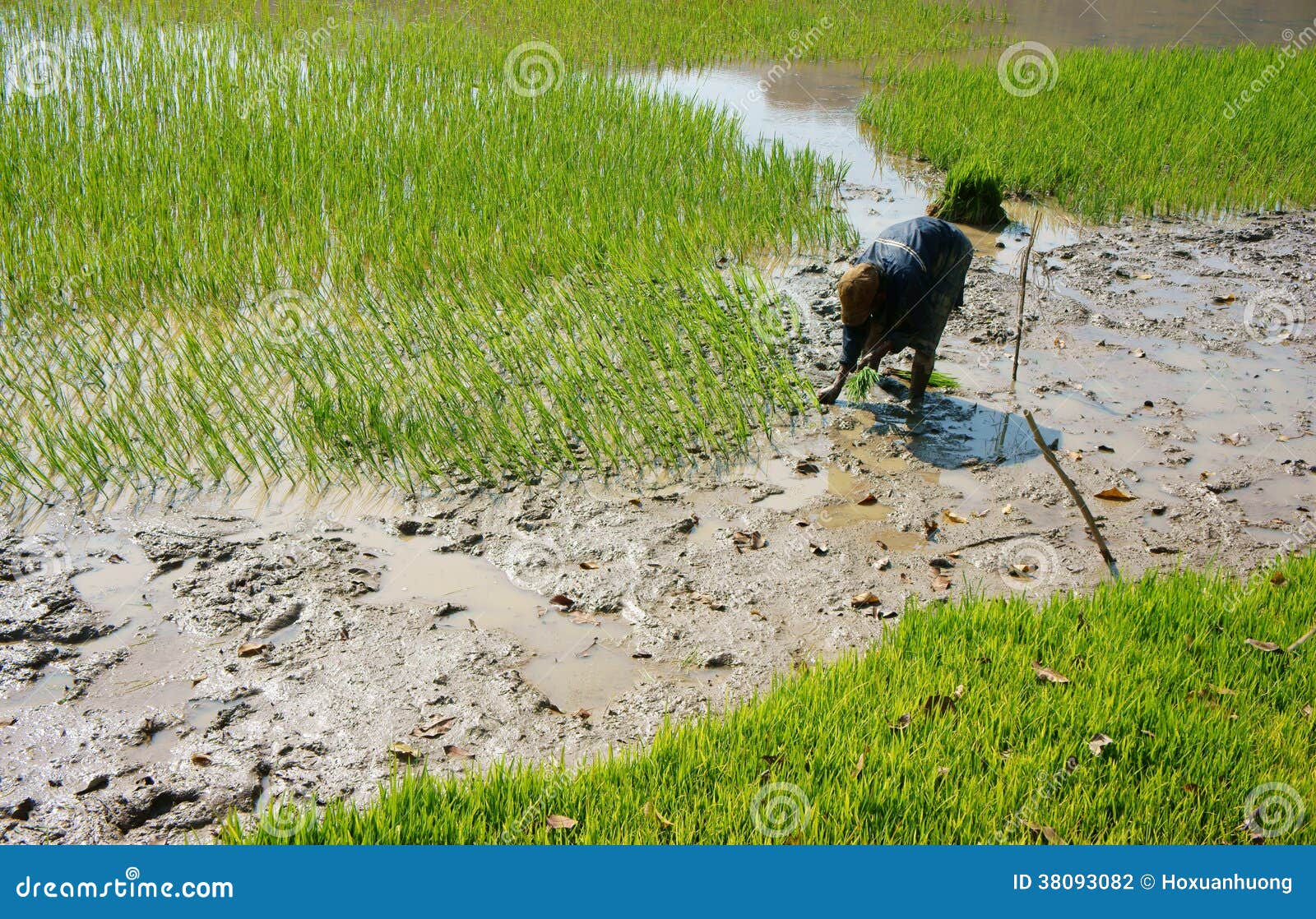 Farmer Sow Rice on Paddy Field Editorial Photography - Image of ...