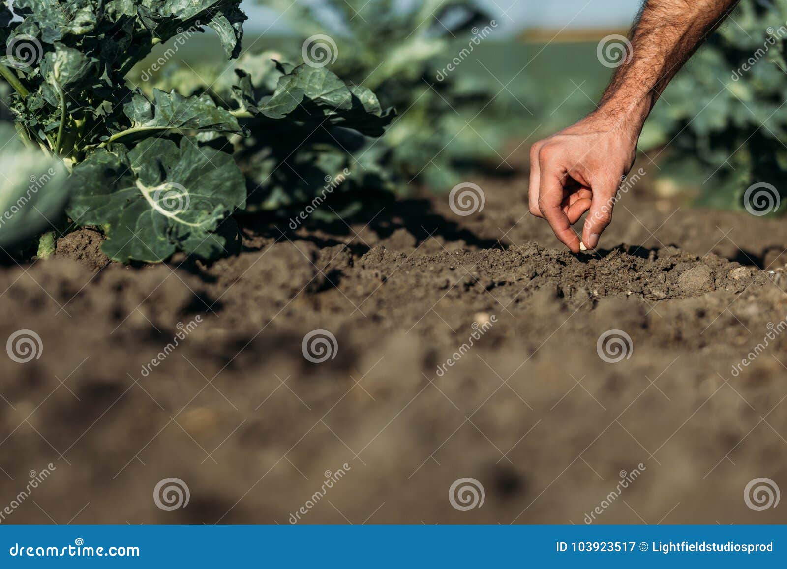 Farmer sowing seed stock image. Image of field, season - 103923517