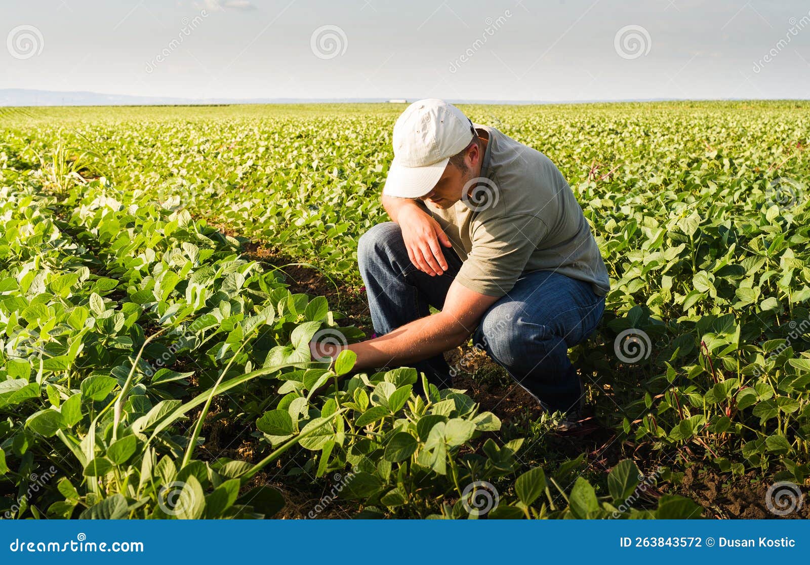 Young Farmer in Soybean Fields Stock Photo - Image of horizontal ...