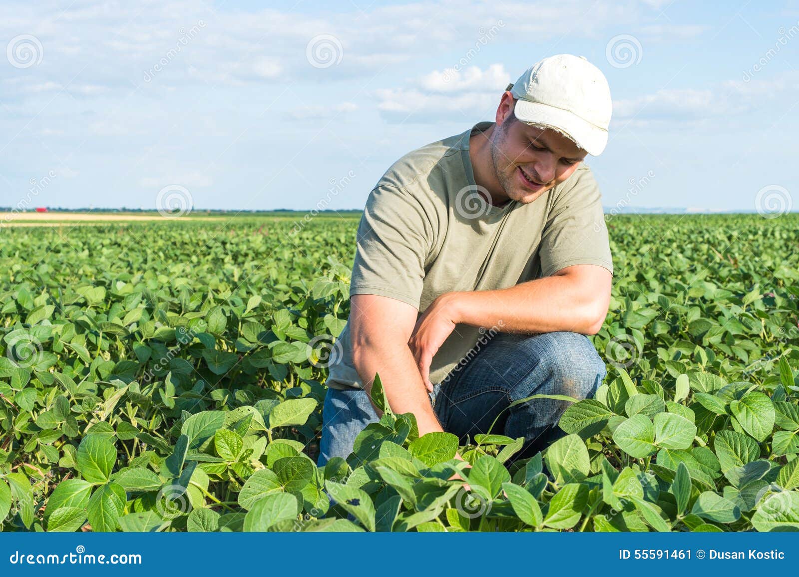 Farmer in soybean fields stock image. Image of cultivated - 55591461