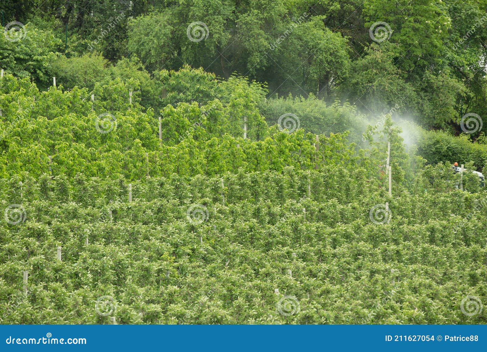 Farmer Spaying Apple Trees With Herbicide. Clouds Above The Apple Trees ...
