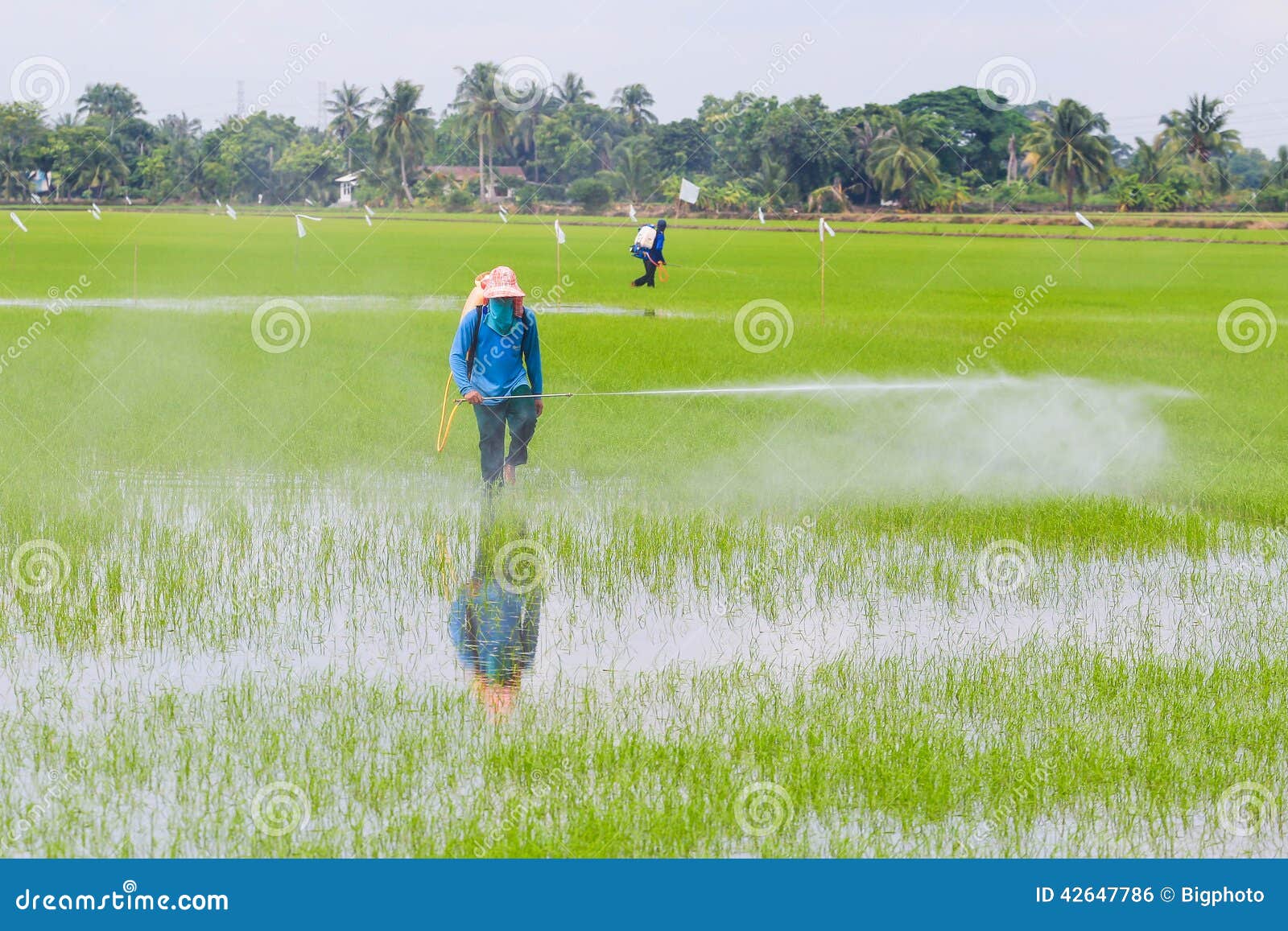 Farmer Spray the Fertilizer in Rice Field Stock Photo - Image of green ...