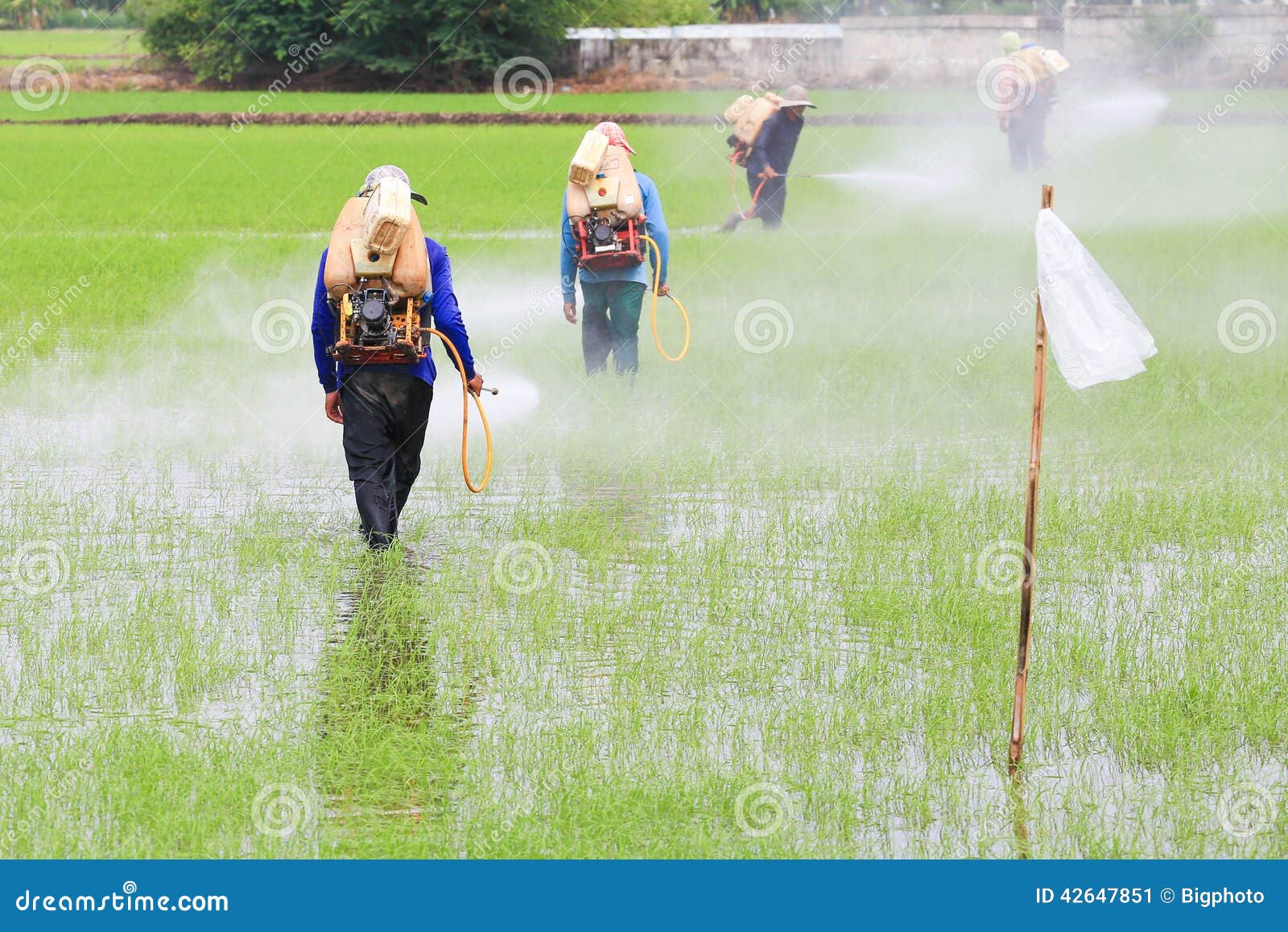 Farmer Spray the Fertilizer in Rice Field Stock Image - Image of ...