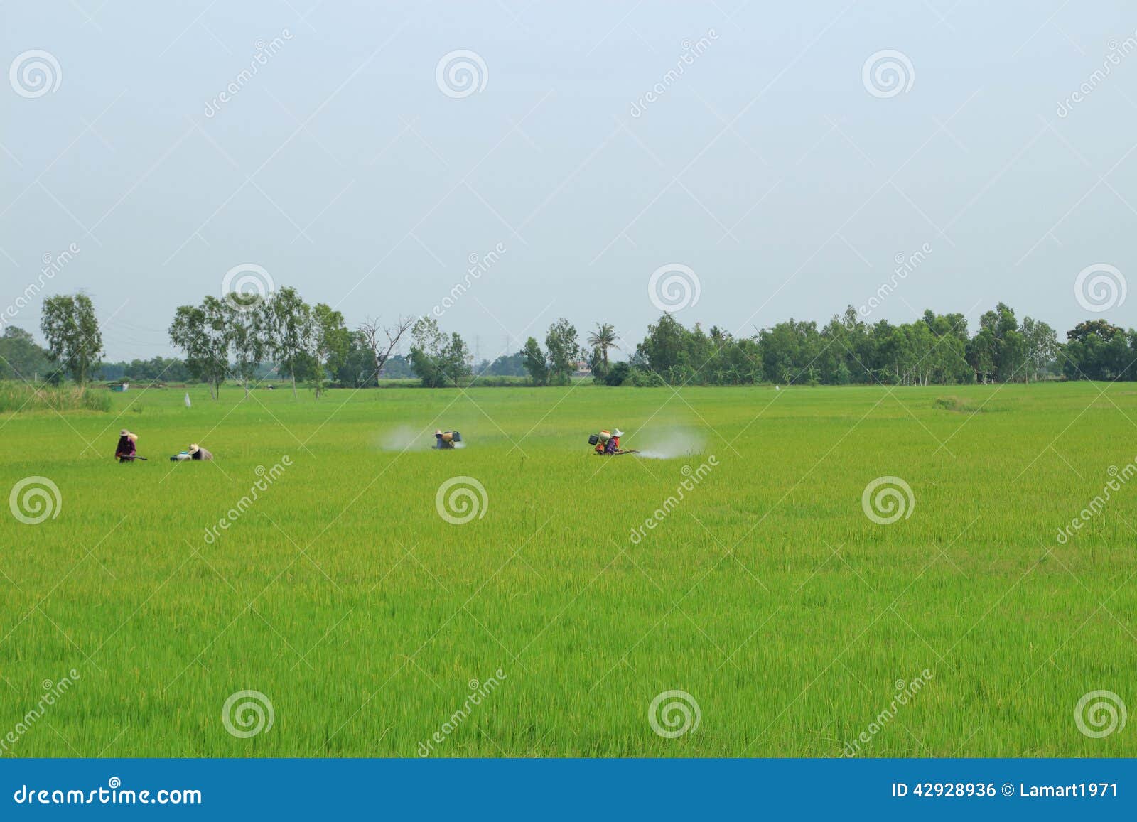 Farmer editorial photo. Image of rice, field, insecticide - 42928936