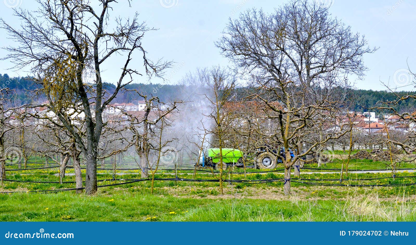 Farmer Spraying Apple Orchard in April, Spring Stock Photo - Image of ...