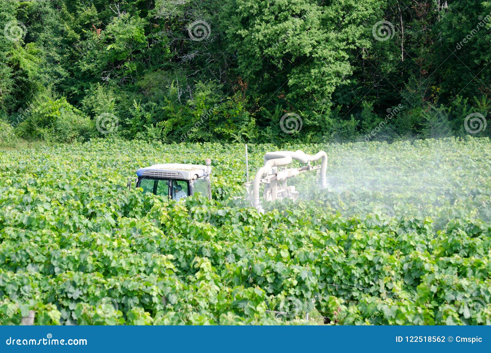 Farmer Spraying Grape Vines Stock Photo - Image of spraying, plant ...