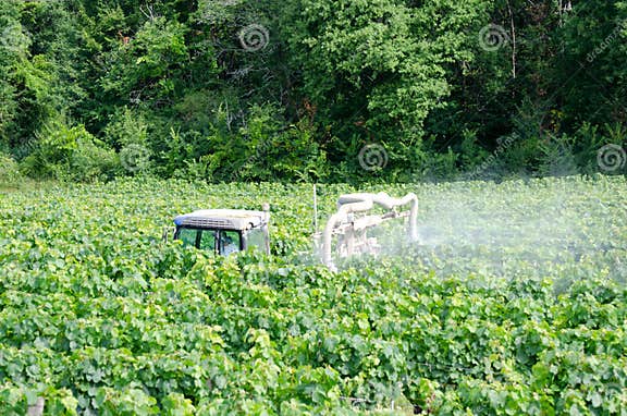 Farmer Spraying Grape Vines Stock Photo - Image of spraying, plant ...