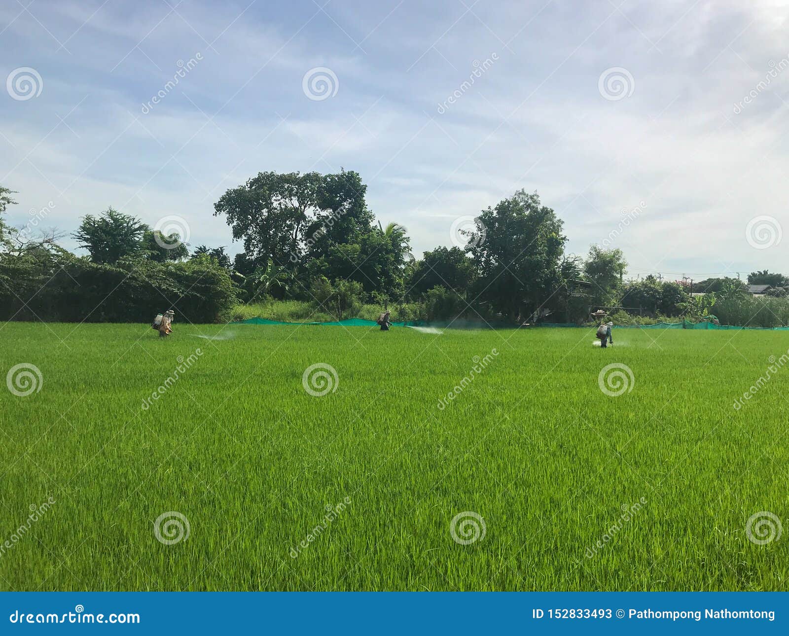 Farmer is Spraying Herbicide in Rice Field Stock Image - Image of ...