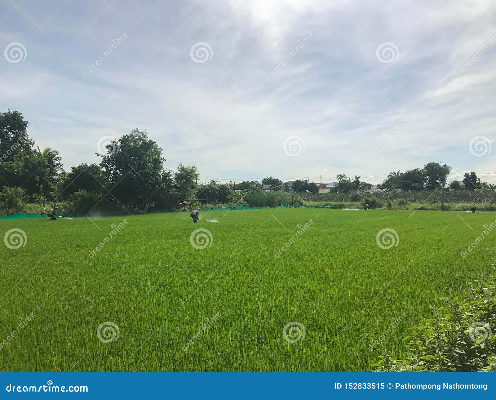 Farmer is Spraying Herbicide in Rice Field Stock Image - Image of farm ...