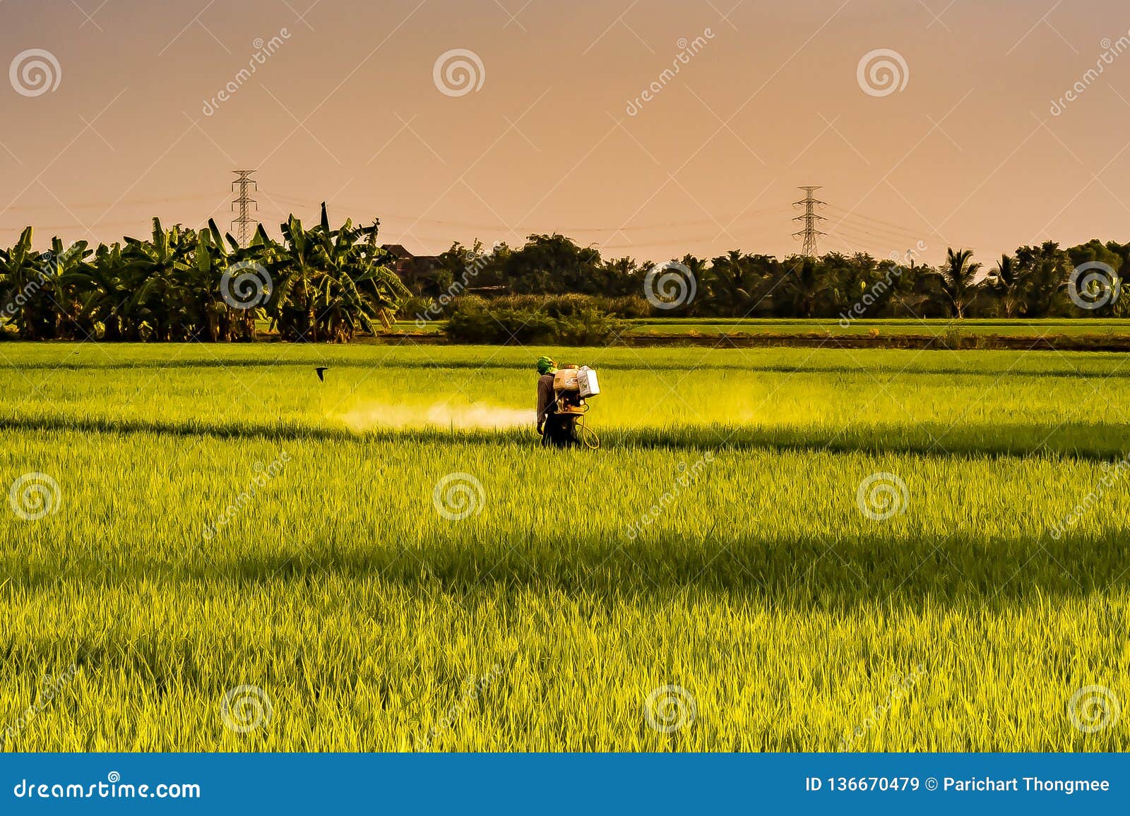 A Farmer is Spraying Insecticides, in Rice Fields in Evening ...