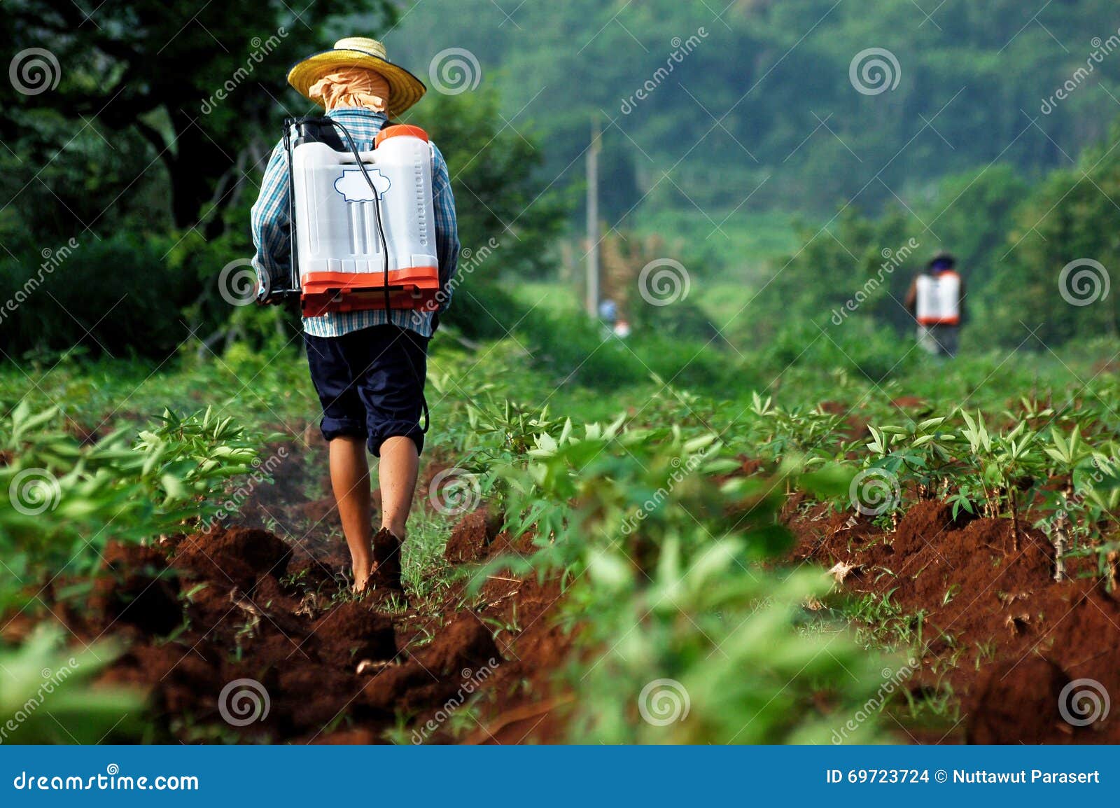 Farmer Spraying Pesticide in Cassava Field, in the Morning Editorial ... Farmer Spraying Pesticide in Cassava Field, in the Morning Editorial ...
