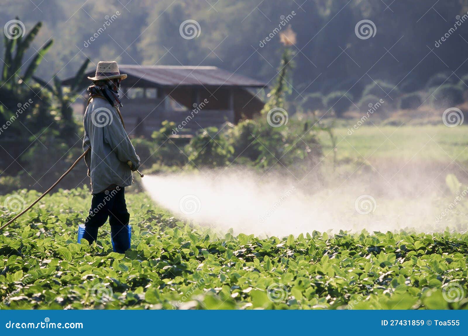 Farmer Spraying Pesticide on Field Stock Image - Image of business ...