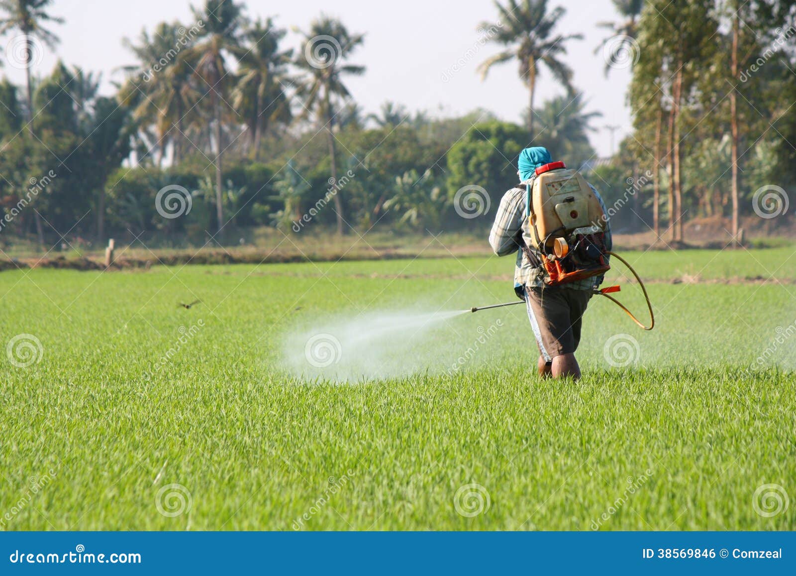Farmer spraying pesticide stock photo. Image of rice - 38569846