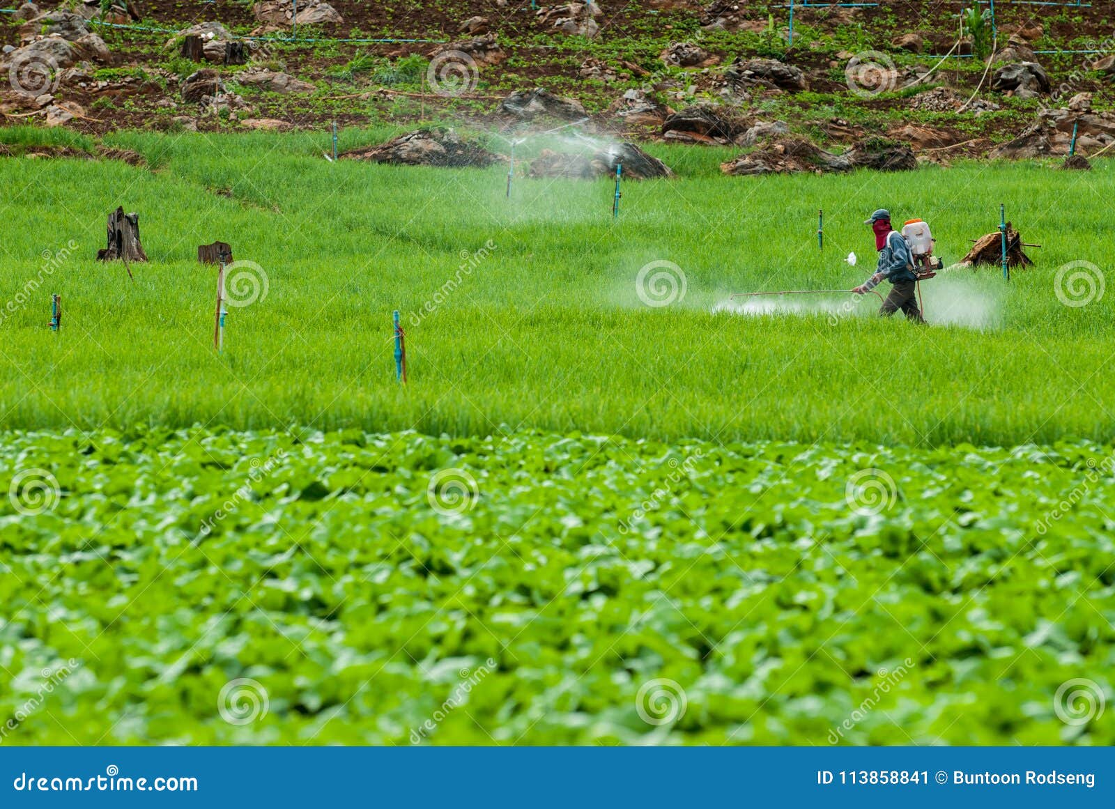 Farmer Spraying Pesticide Terrace Rice Fields Stock Image - Image of ...