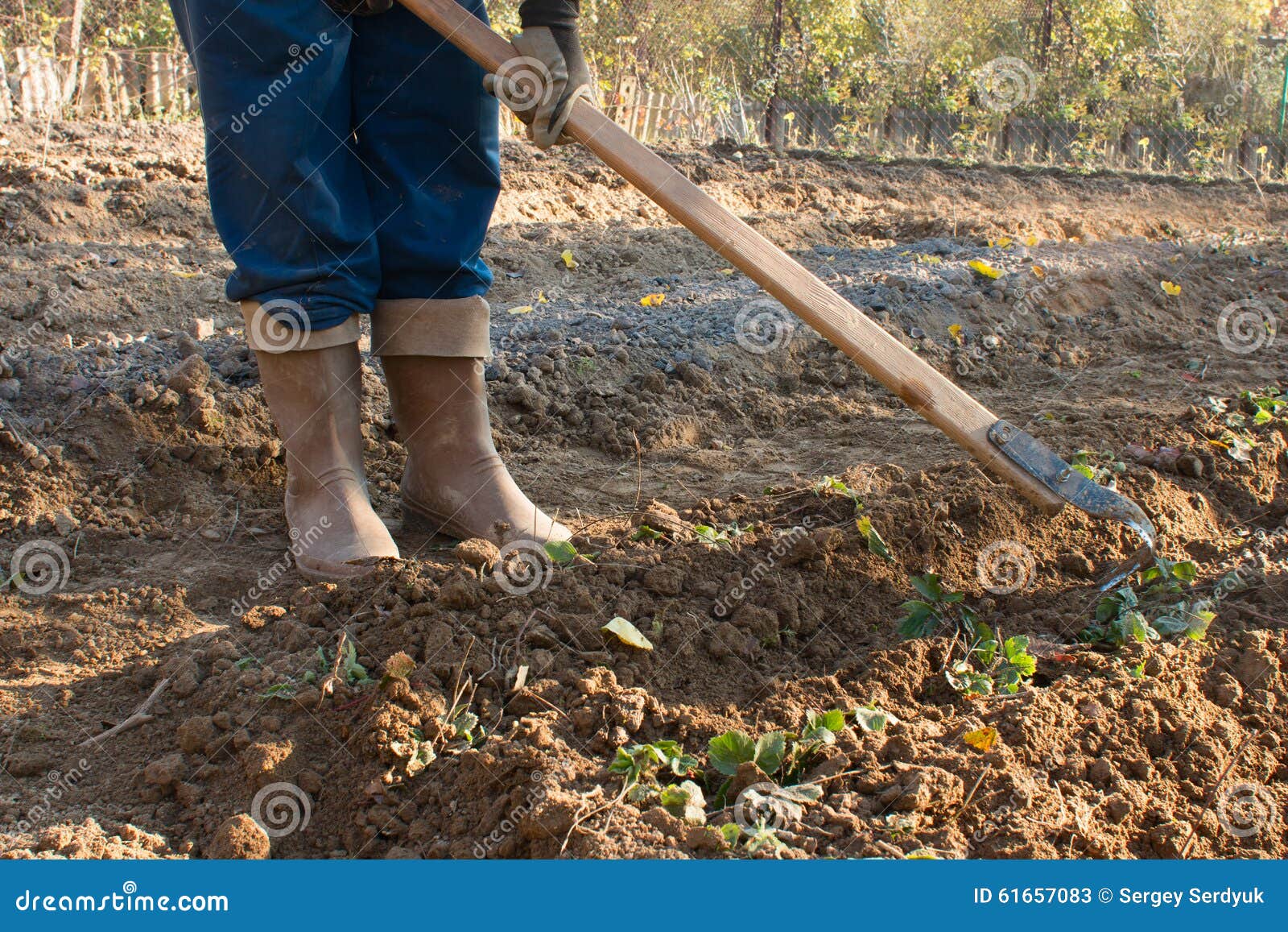 Farmer Spud Bed of Strawberries Stock Image - Image of working, weeding ...