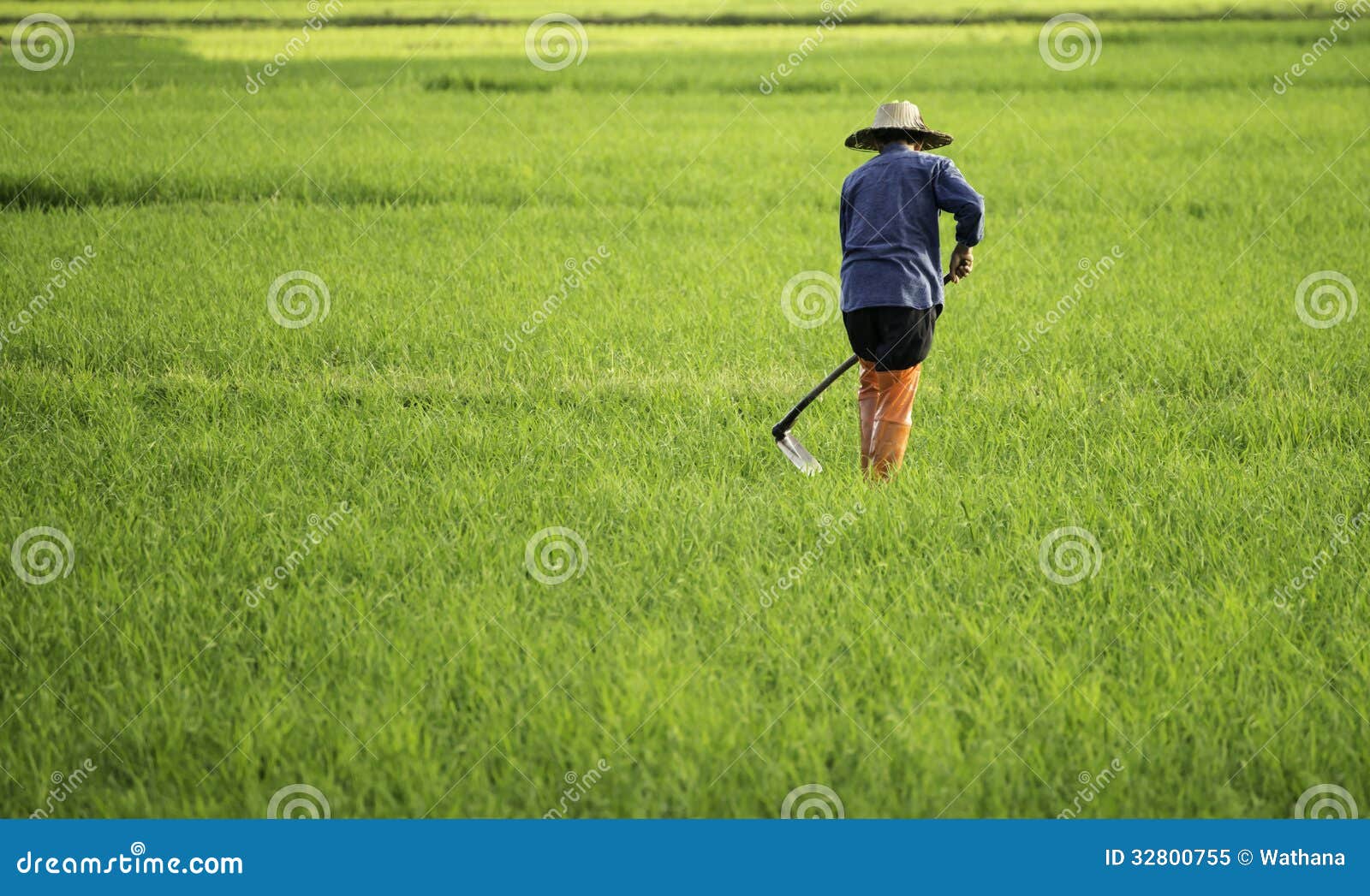 Farmer with Spud in the Cultivate Field Stock Image - Image of rice ...