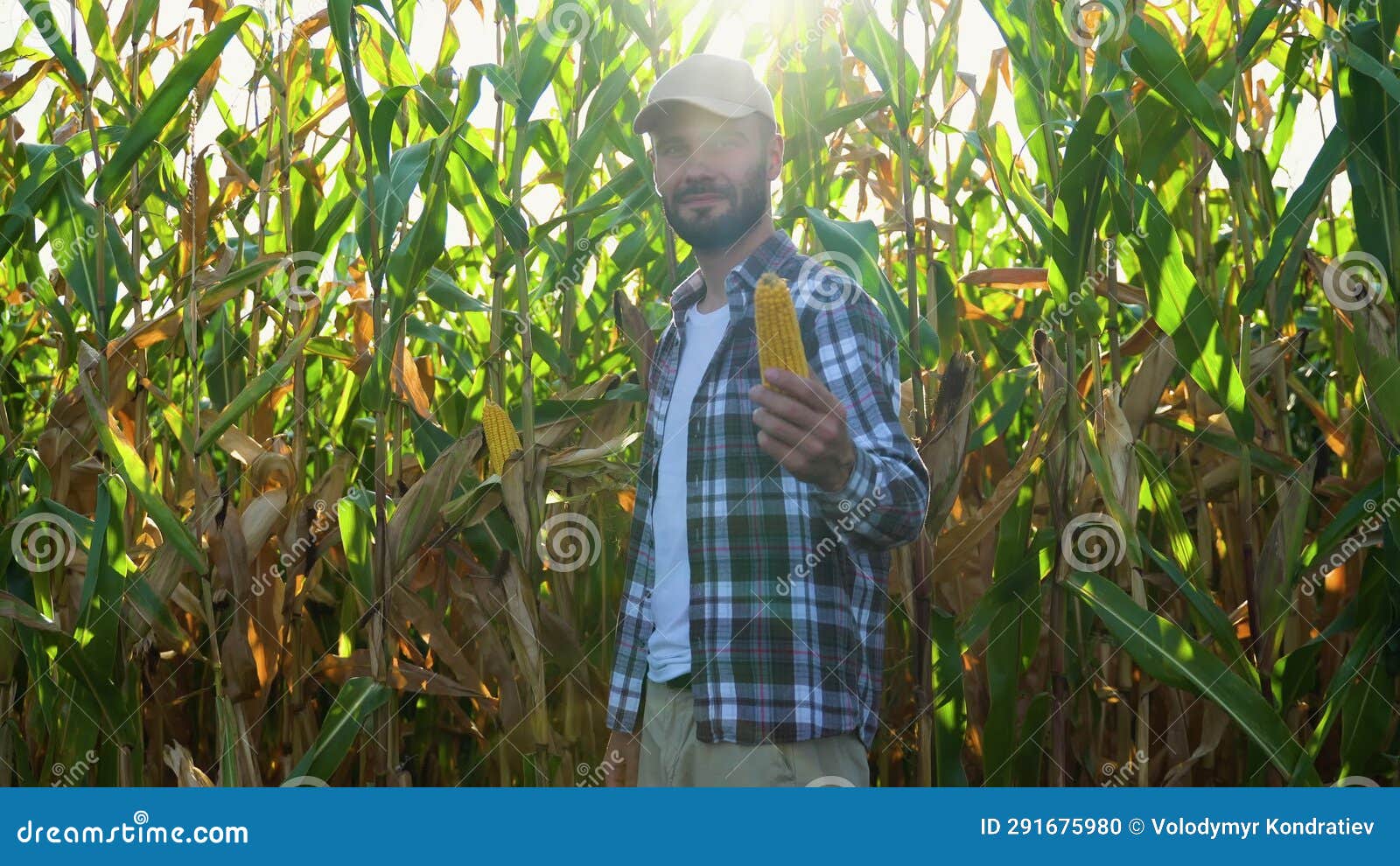 Farmer Standing in Corn Field Examining Crop at Sunset Stock Footage ...