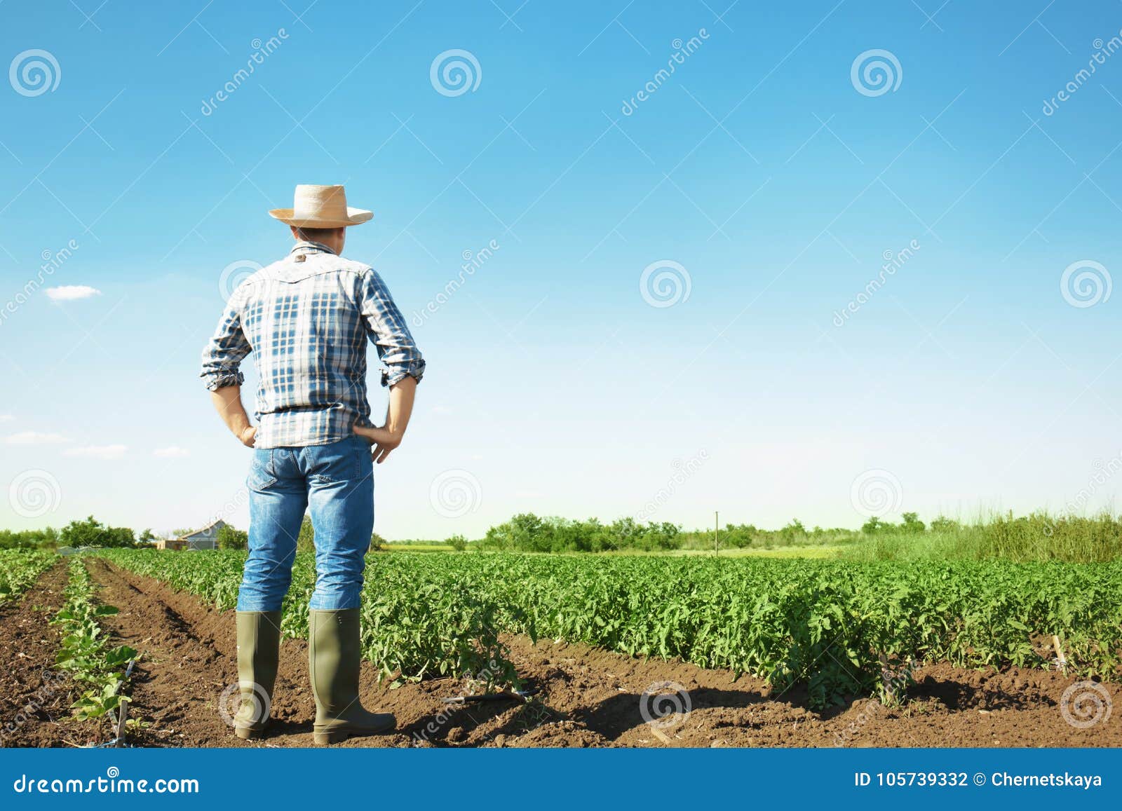 Farmer Standing in Field with Green Plants Stock Photo - Image of ...