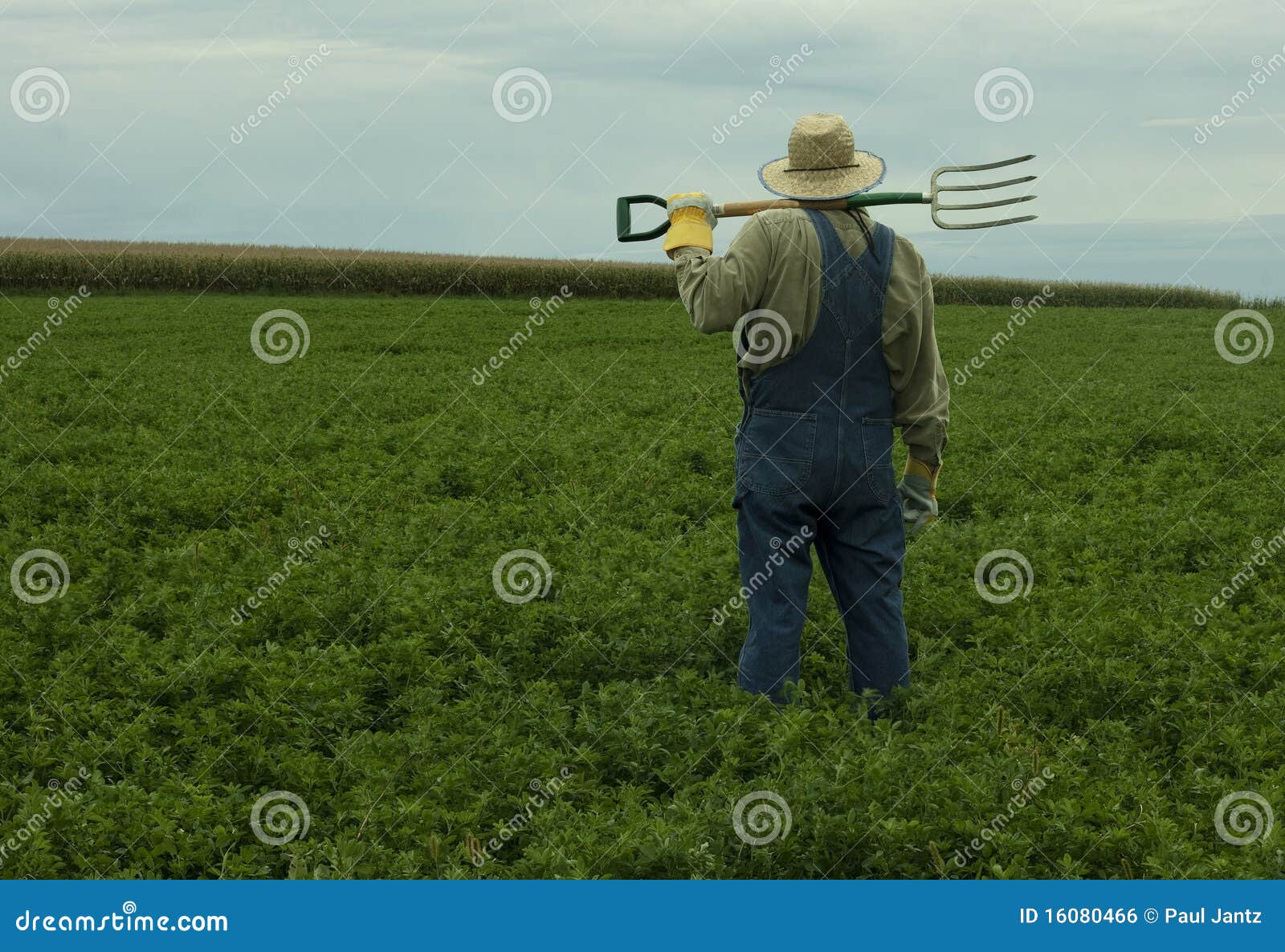 Farmer Standing in a Field of Hay Stock Photo - Image of agriculture ...