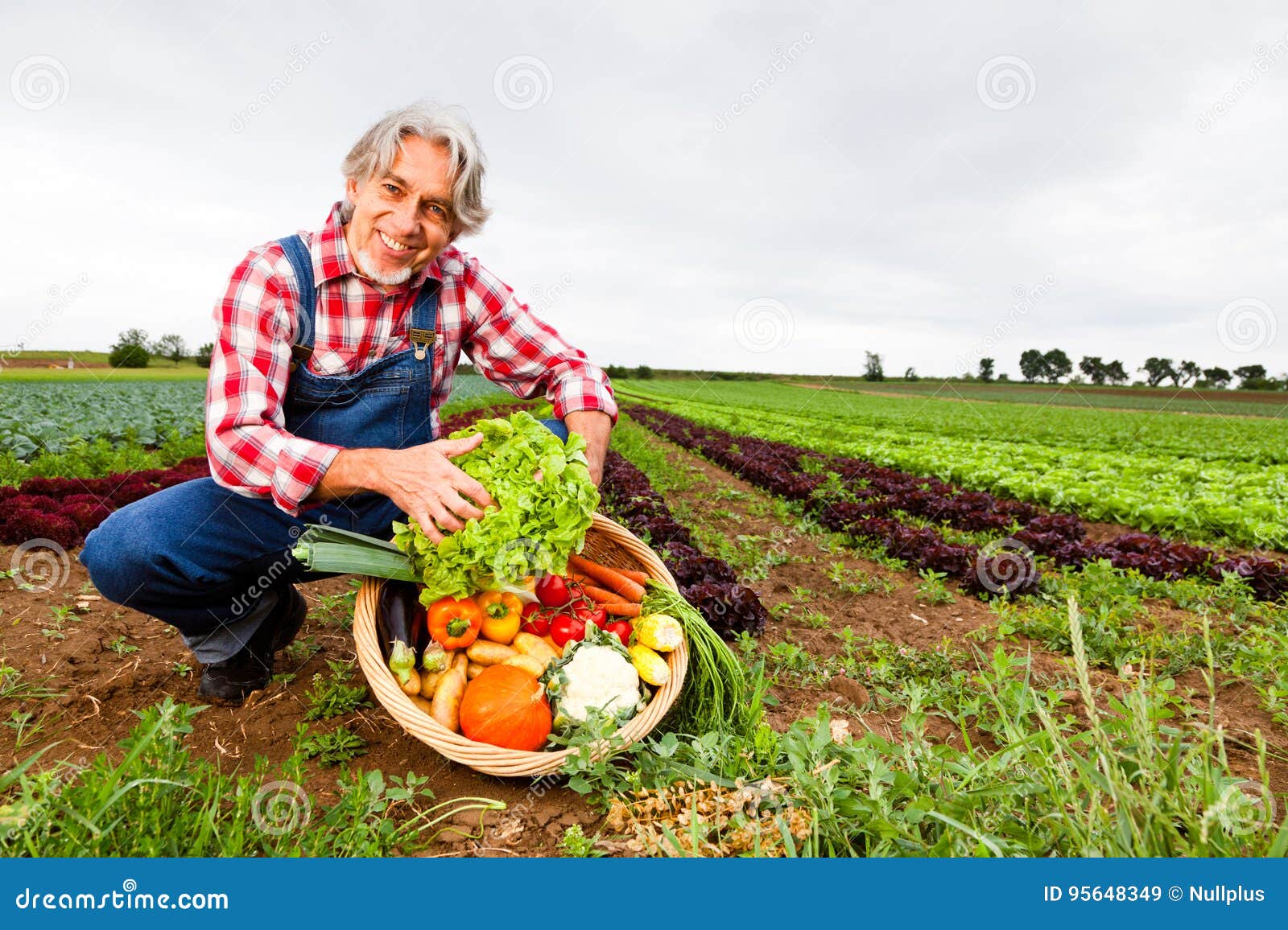 Farmer Standing in Front of His Field Stock Image - Image of showing ...