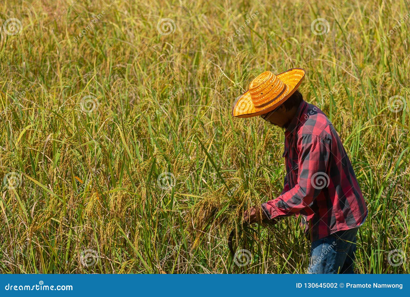 Farmer Standing in the Rice Field for Harvesting. Stock Photo - Image ...