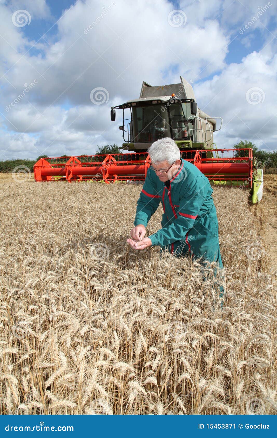 Farmer Standing in Wheat Field Stock Image - Image of tractor ...