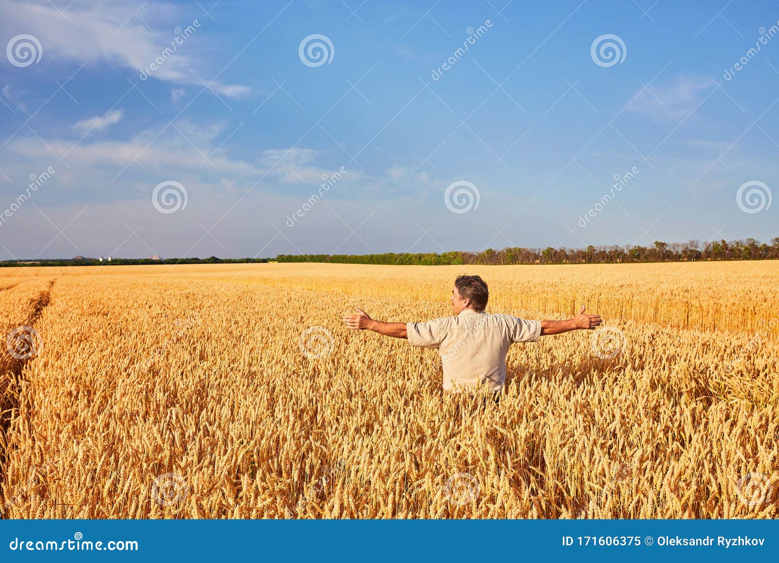 Farmer Standing in a Wheat Field Stock Image - Image of cultivated ...