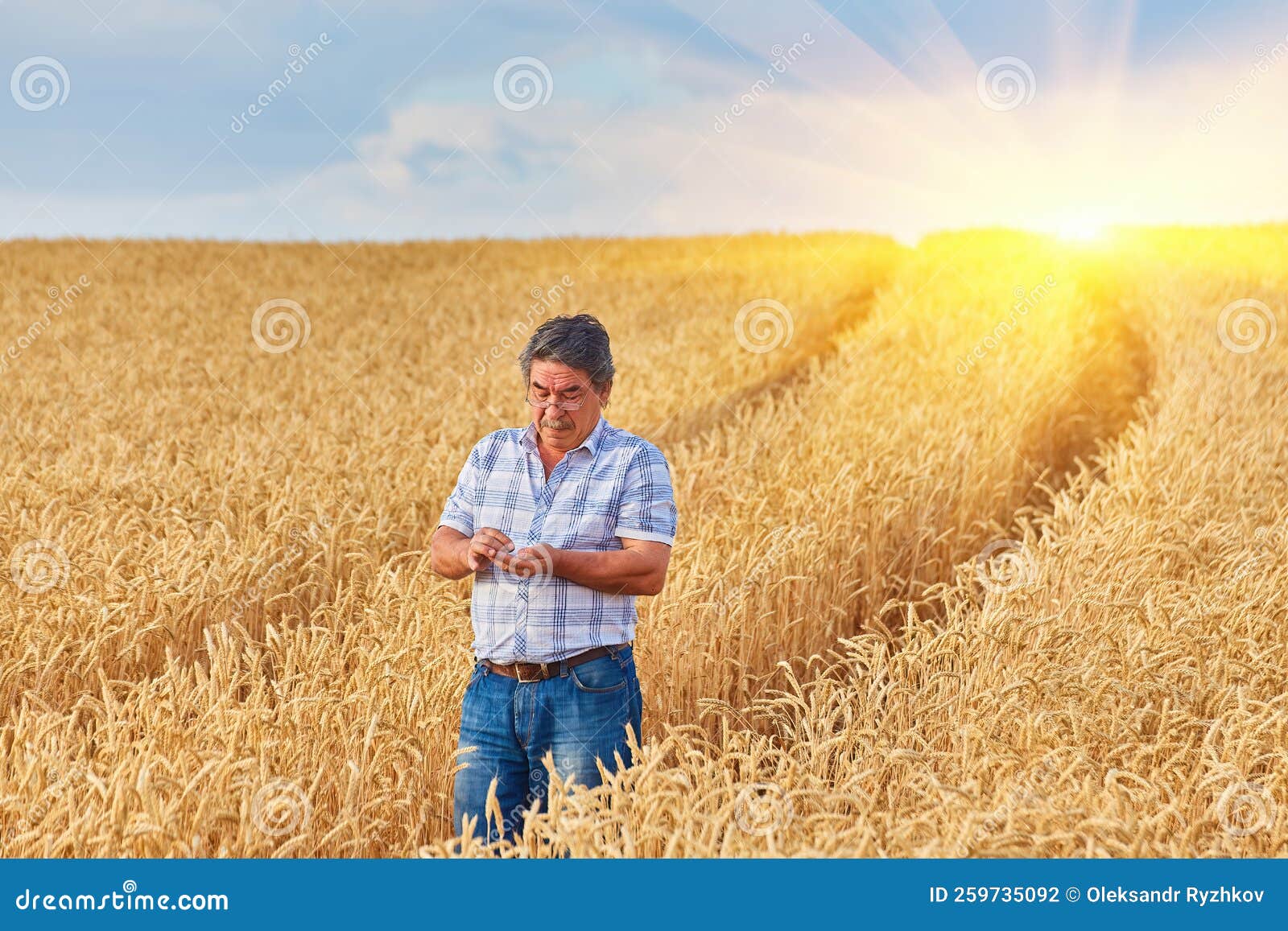 Farmer Standing in a Wheat Field Stock Photo - Image of field, people ...
