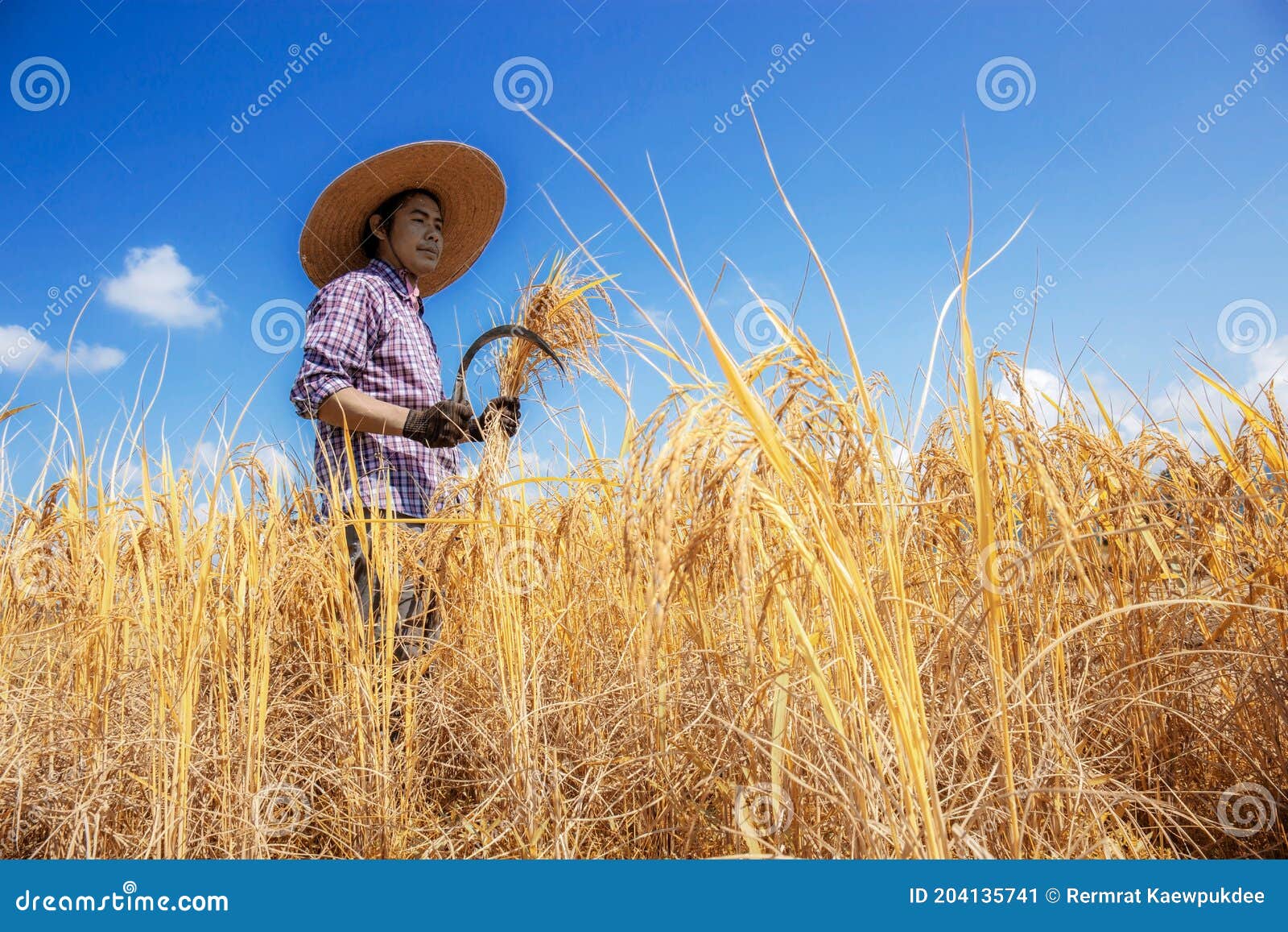 Farmer Stood with a Sickle in Fields Stock Image - Image of field ...