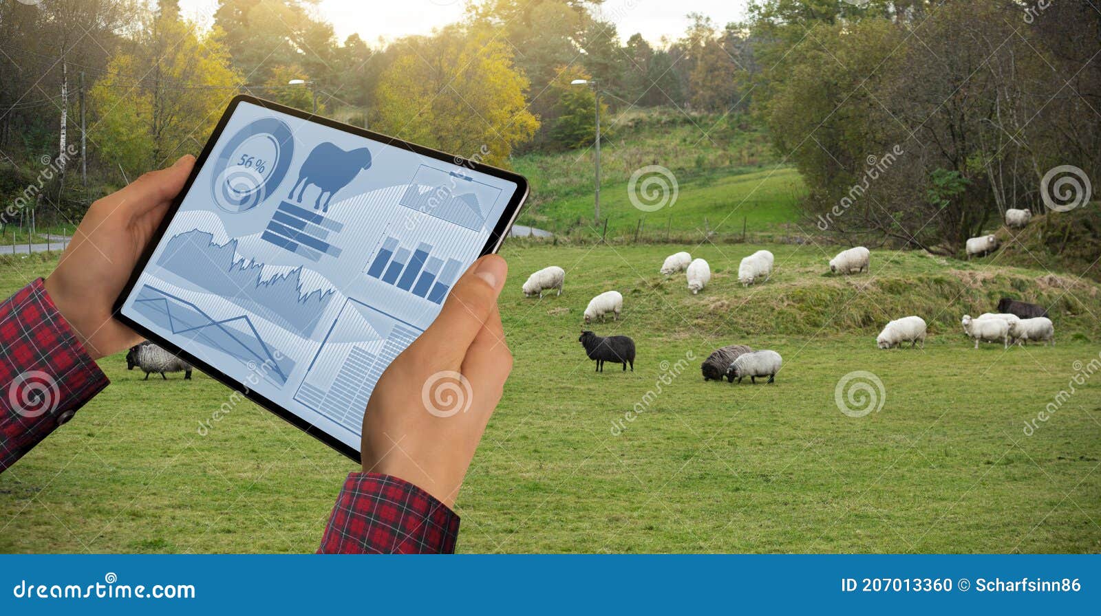 Farmer with tablet stock photo. Image of farming, sheep - 207013360