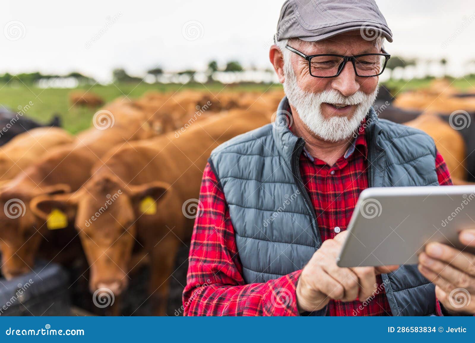 Farmer with Tablet Standing in Front of Cows Stock Photo - Image of ...